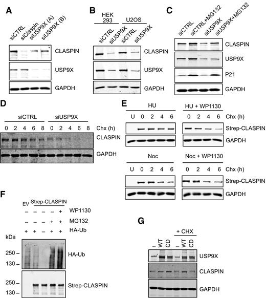 The Deubiquitinase USP9X Maintains DNA Replication Fork Stability and ...