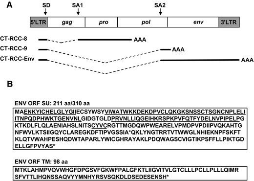 Detection of an Immunogenic HERV-E Envelope with Selective Expression ...