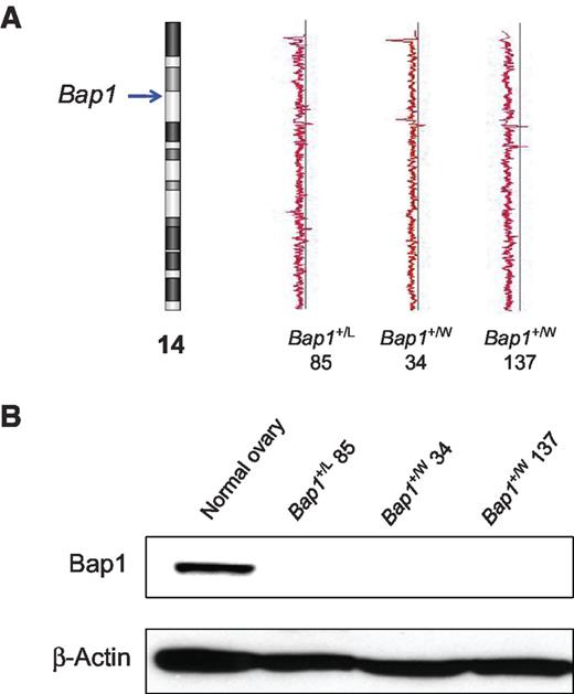 Bap1 Is a Bona Fide Tumor Suppressor: Genetic Evidence from Mouse ...