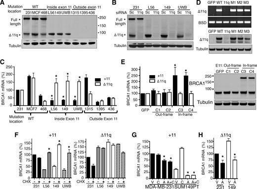 The BRCA1-Δ11q Alternative Splice Isoform Bypasses Germline Mutations ...