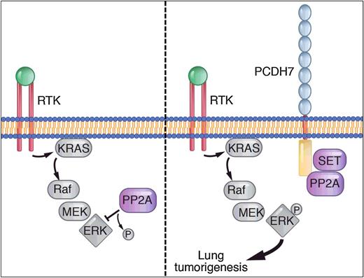 PROTOCADHERIN 7 Acts through SET and PP2A to Potentiate MAPK Signaling ...