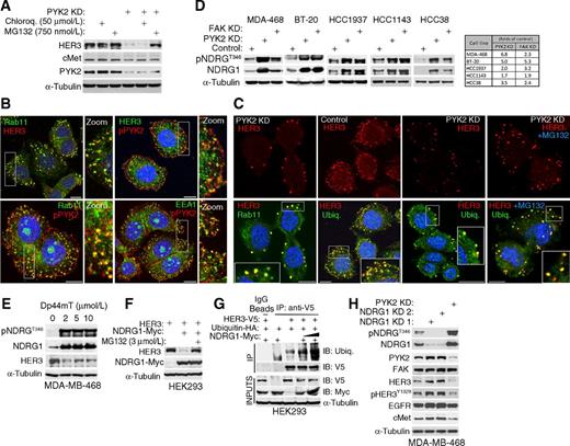 Targeting of PYK2 Synergizes with EGFR Antagonists in Basal-like TNBC ...