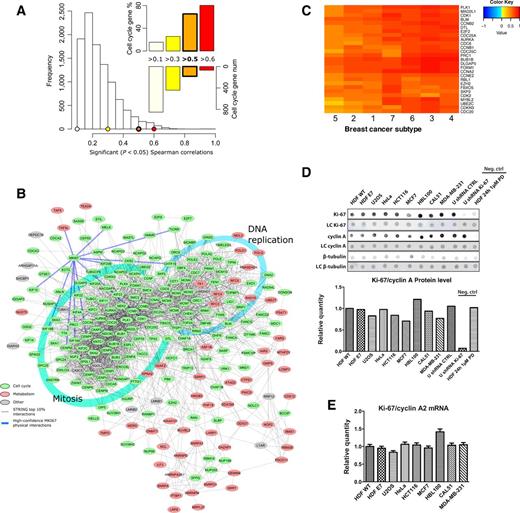 Cell-Cycle Regulation Accounts for Variability in Ki-67 Expression ...