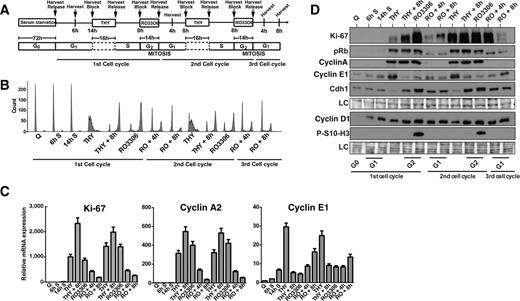 Cell-Cycle Regulation Accounts for Variability in Ki-67 Expression ...