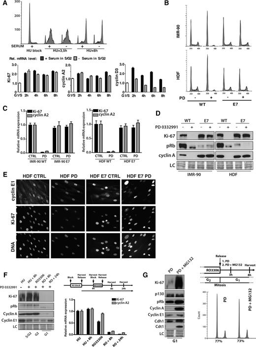 Cell-Cycle Regulation Accounts for Variability in Ki-67 Expression ...