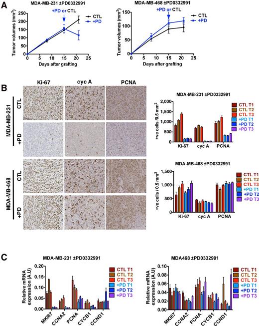 Cell-Cycle Regulation Accounts for Variability in Ki-67 Expression ...