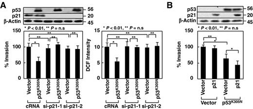 The p53/p21 Complex Regulates Cancer Cell Invasion and Apoptosis by ...