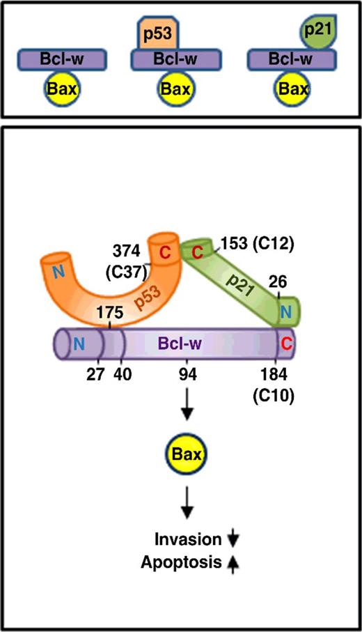 The p53/p21 Complex Regulates Cancer Cell Invasion and Apoptosis by ...