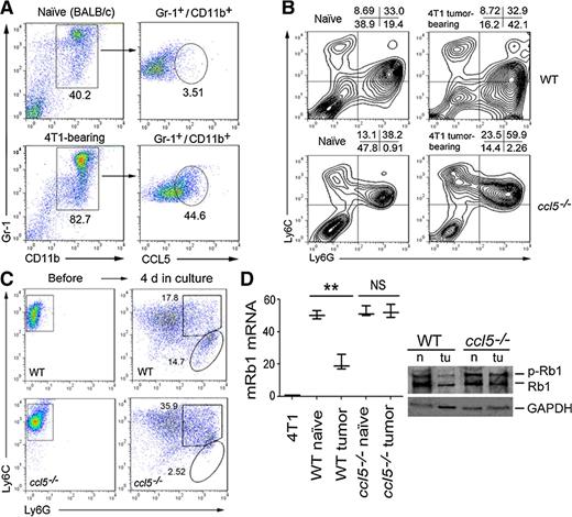 Targeting Autocrine CCL5–CCR5 Axis Reprograms Immunosuppressive Myeloid ...