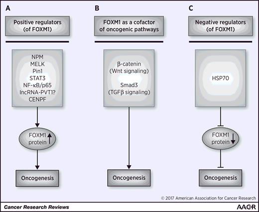 FOXM1 in Cancer: Interactions and Vulnerabilities | Cancer Research ...