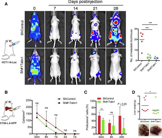 Liver Metastasis Is Facilitated by the Adherence of Circulating Tumor ...