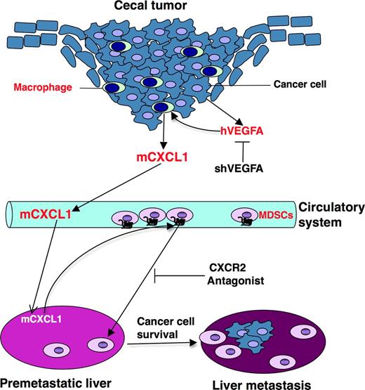 CXCL1 Is Critical for Premetastatic Niche Formation and Metastasis in ...