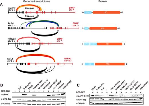 A Systematic Analysis of Oncogenic Gene Fusions in Primary Colon Cancer ...