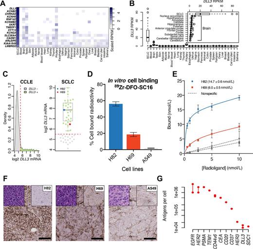 Noninvasive Interrogation of DLL3 Expression in Metastatic Small Cell ...