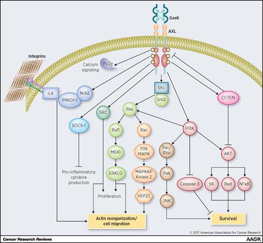 AXL-Driven EMT State as a Targetable Conduit in Cancer | Cancer ...