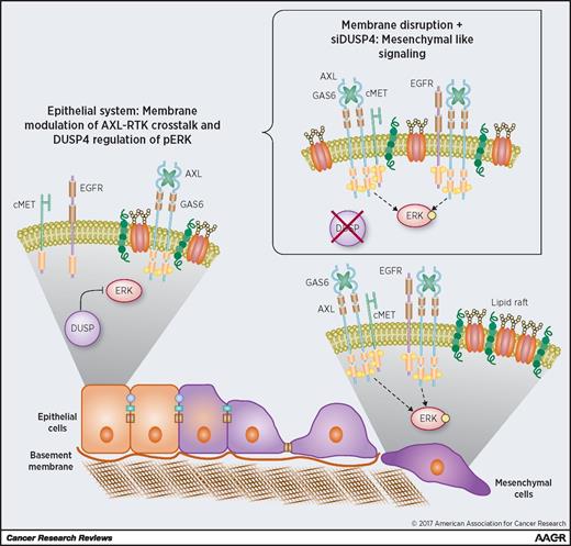 AXL-Driven EMT State as a Targetable Conduit in Cancer | Cancer ...