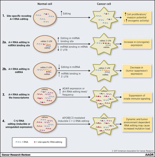 RNA Editing in Pathogenesis of Cancer | Cancer Research | American ...