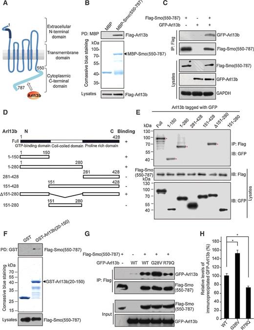 Arl13b Promotes Gastric Tumorigenesis by Regulating Smo Trafficking and ...
