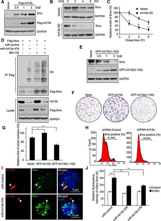 Arl13b Promotes Gastric Tumorigenesis by Regulating Smo Trafficking and ...