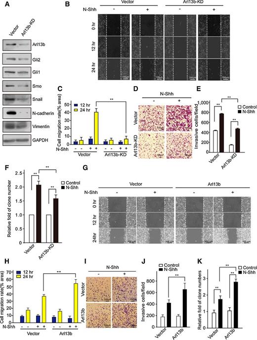 Arl13b Promotes Gastric Tumorigenesis by Regulating Smo Trafficking and ...