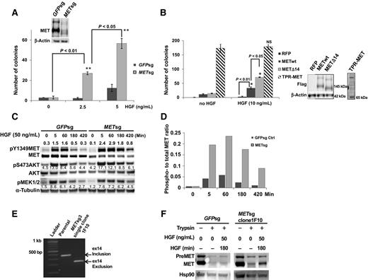 MET Exon 14 Mutation Encodes an Actionable Therapeutic Target in Lung ...