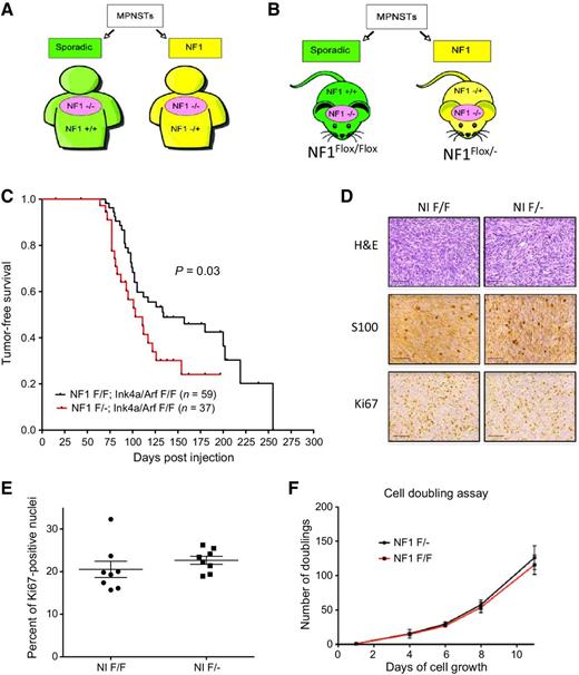 NF1+/− Hematopoietic Cells Accelerate Malignant Peripheral Nerve Sheath ...