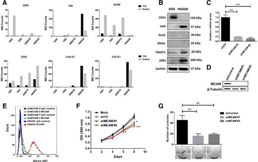 MCAM Mediates Chemoresistance in Small-Cell Lung Cancer via the PI3K ...