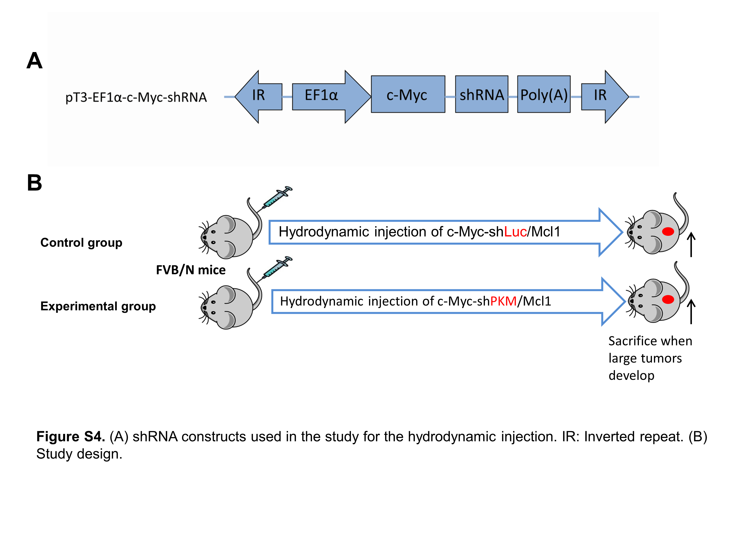 Glucose Catabolism in Liver Tumors Induced by c-MYC Can Be Sustained by ...