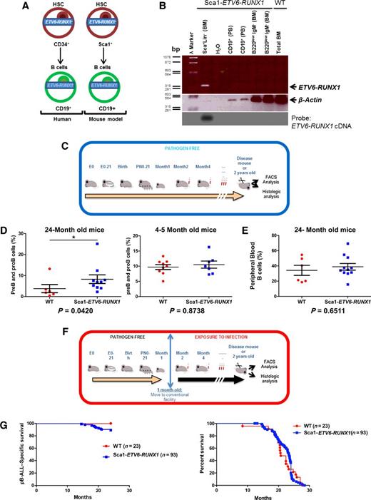 Infection Exposure Promotes ETV6-RUNX1 Precursor B-cell Leukemia via ...