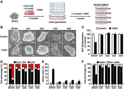 Resistance to the Antibody–Drug Conjugate T-DM1 Is Based in a Reduction ...