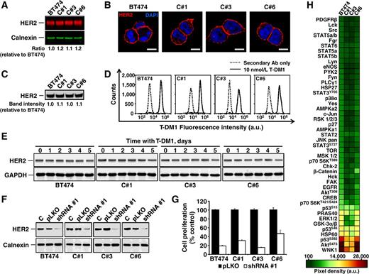 Resistance to the Antibody–Drug Conjugate T-DM1 Is Based in a Reduction ...
