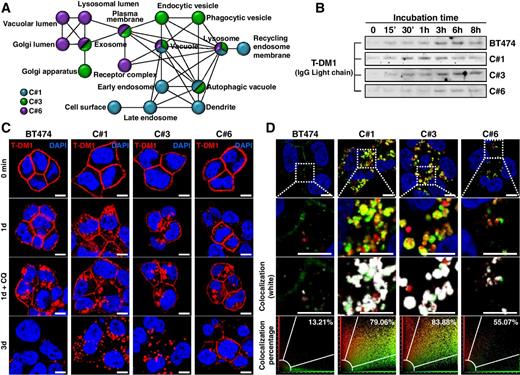 Resistance to the Antibody–Drug Conjugate T-DM1 Is Based in a Reduction ...
