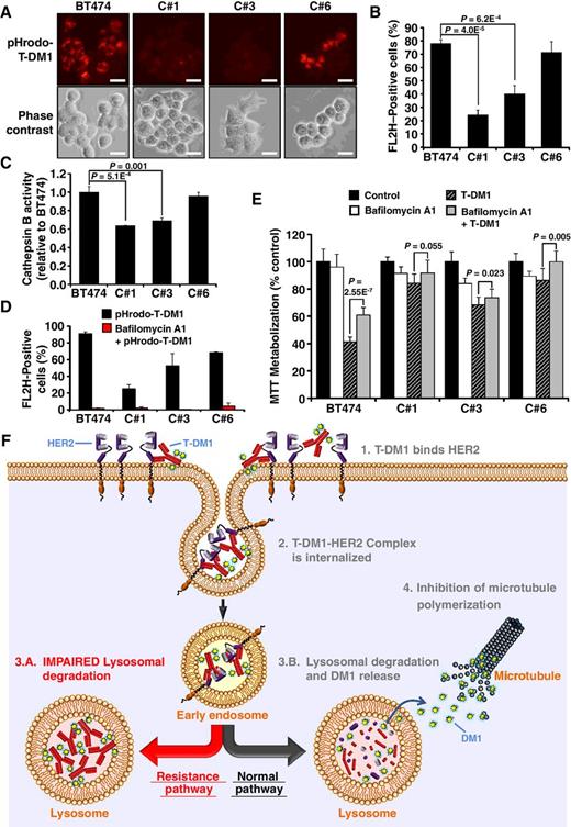 Resistance to the Antibody–Drug Conjugate T-DM1 Is Based in a Reduction ...