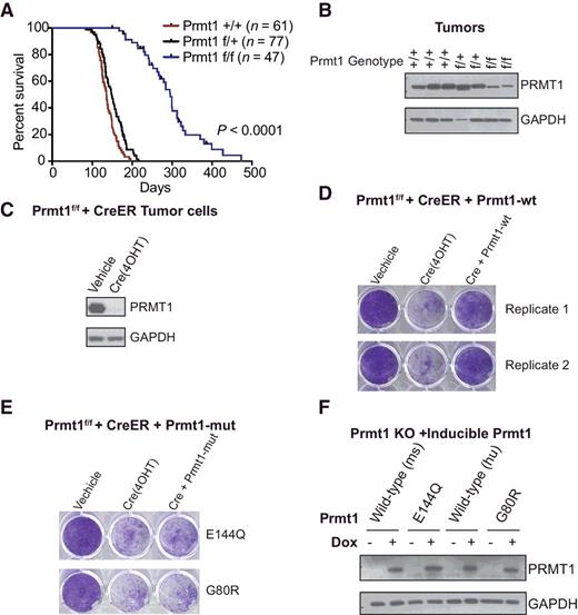 PRMT1-Mediated Translation Regulation Is a Crucial Vulnerability of ...