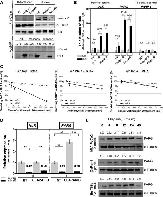 Posttranscriptional Regulation of PARG mRNA by HuR Facilitates DNA ...