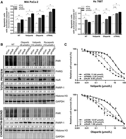 Posttranscriptional Regulation of PARG mRNA by HuR Facilitates DNA ...