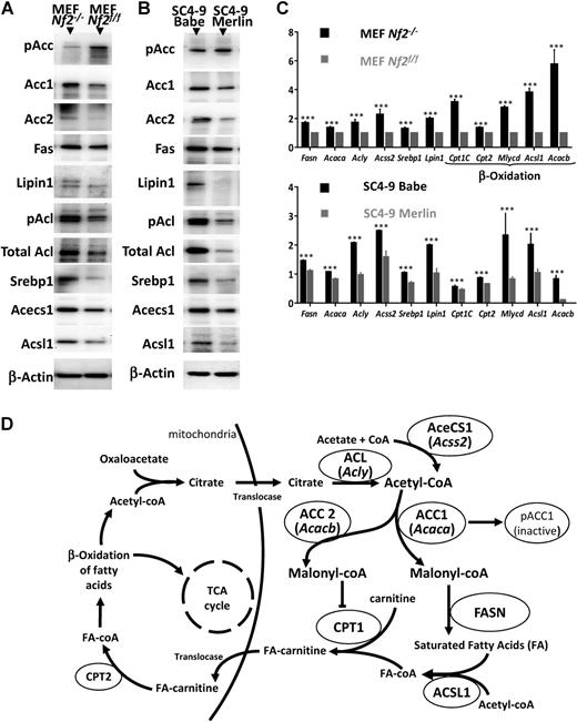 An Essential Role for the Tumor-Suppressor Merlin in Regulating Fatty ...