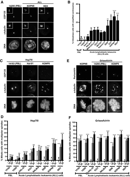Hsp72 and Nek6 Cooperate to Cluster Amplified Centrosomes in Cancer ...