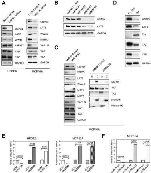Deubiquitinating Enzyme USP9X Suppresses Tumor Growth via LATS Kinase ...