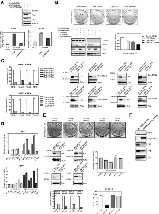 Deubiquitinating Enzyme USP9X Suppresses Tumor Growth via LATS Kinase ...
