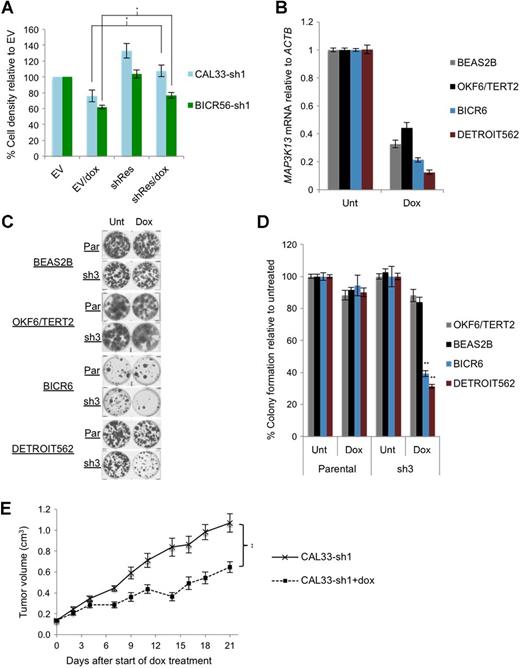 Survival of Head and Neck Cancer Cells Relies upon LZK Kinase-Mediated ...