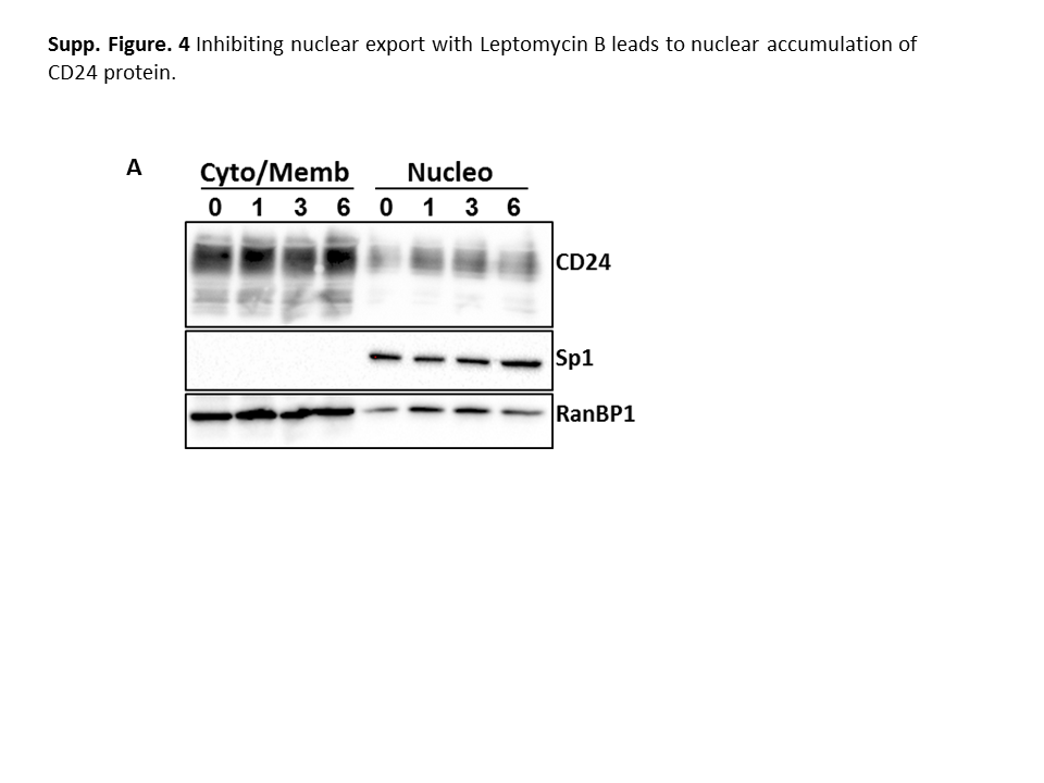 Nuclear CD24 Drives Tumor Growth and Is Predictive of Poor Patient ...