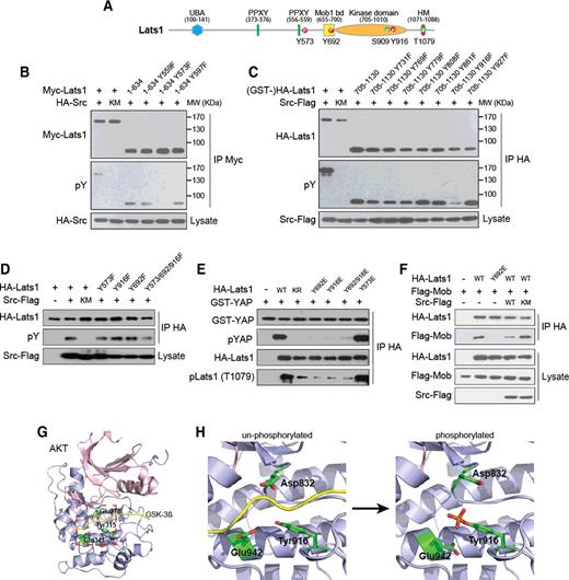 Src Inhibits the Hippo Tumor Suppressor Pathway through Tyrosine ...