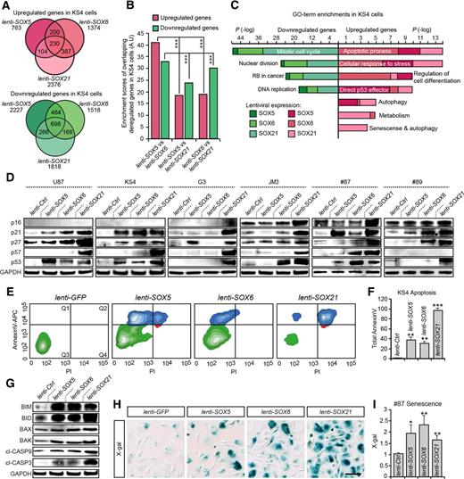 SOX5/6/21 Prevent Oncogene-Driven Transformation of Brain Stem Cells ...