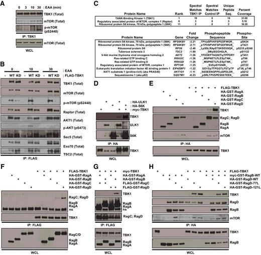 TBK1 Provides Context-Selective Support of the Activated AKT/mTOR ...