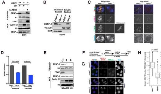 FBW7 Loss Promotes Chromosomal Instability and Tumorigenesis via Cyclin ...