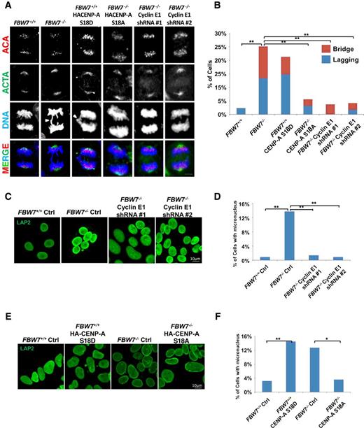 FBW7 Loss Promotes Chromosomal Instability and Tumorigenesis via Cyclin ...