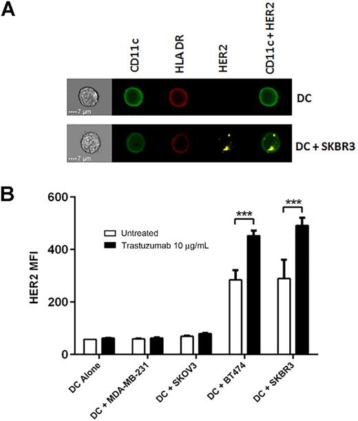 Trastuzumab Increases HER2 Uptake and Cross-Presentation by Dendritic ...