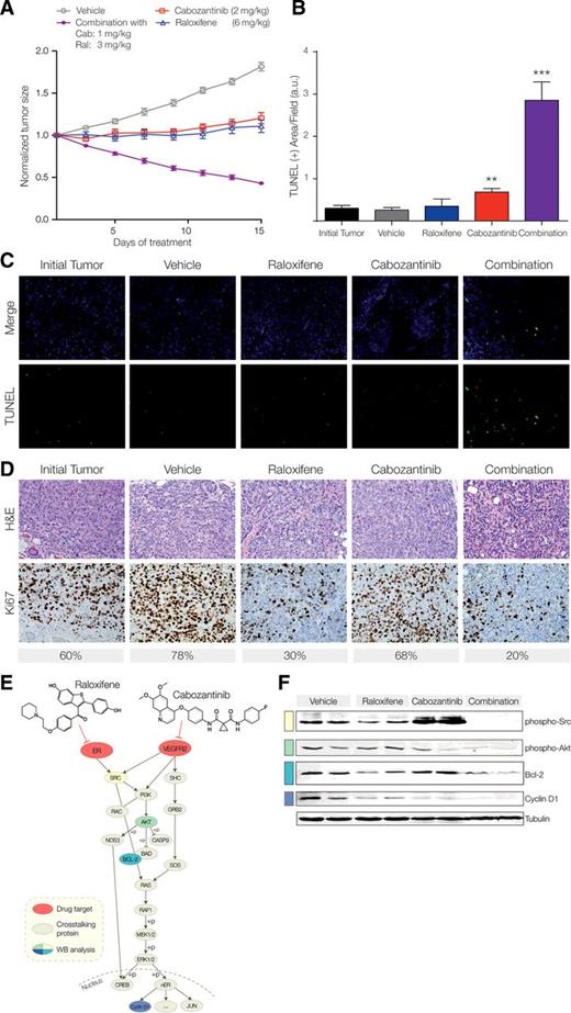 Quantification of Pathway Cross-talk Reveals Novel Synergistic Drug ...