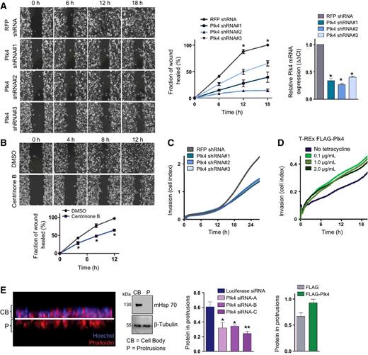 Plk4 Promotes Cancer Invasion and Metastasis through Arp2/3 Complex ...